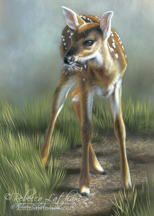 Fawn, 5in x 7in, opaque and transparent watercolor with sterling silver ...